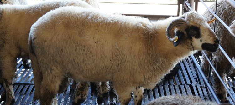 Oaie țurcană: caracteristici și profitabilitate - Agricultura