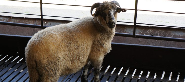 Oaie țurcană: caracteristici și profitabilitate - Agricultura