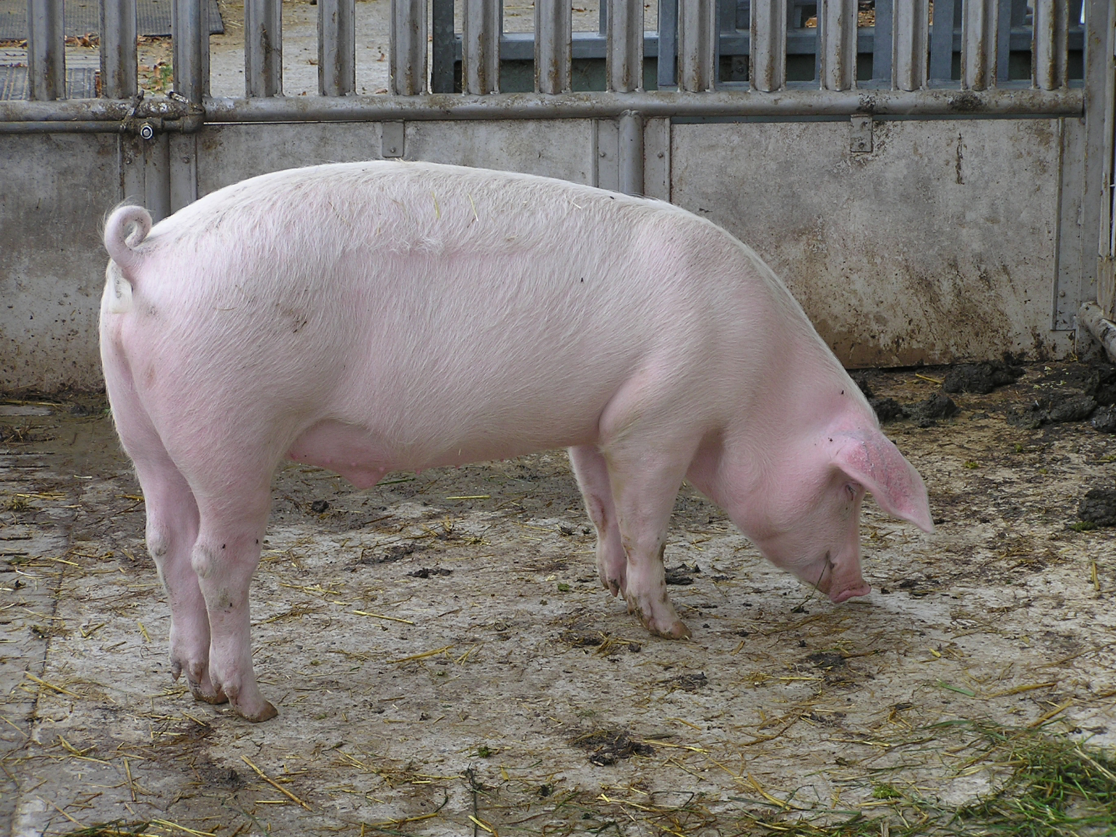 Porc fara colesterol? Exista o rasa de porci fara colesterol? - Agricultura