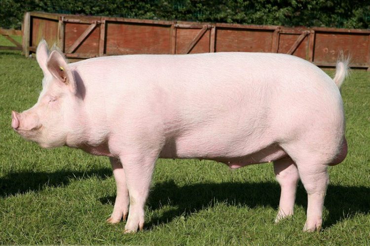 Rase de porci: cele mai bune rase producătoare din lume - Agricultura