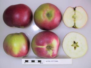 Soiuri de mere romanesti noi si vechi - Agricultura