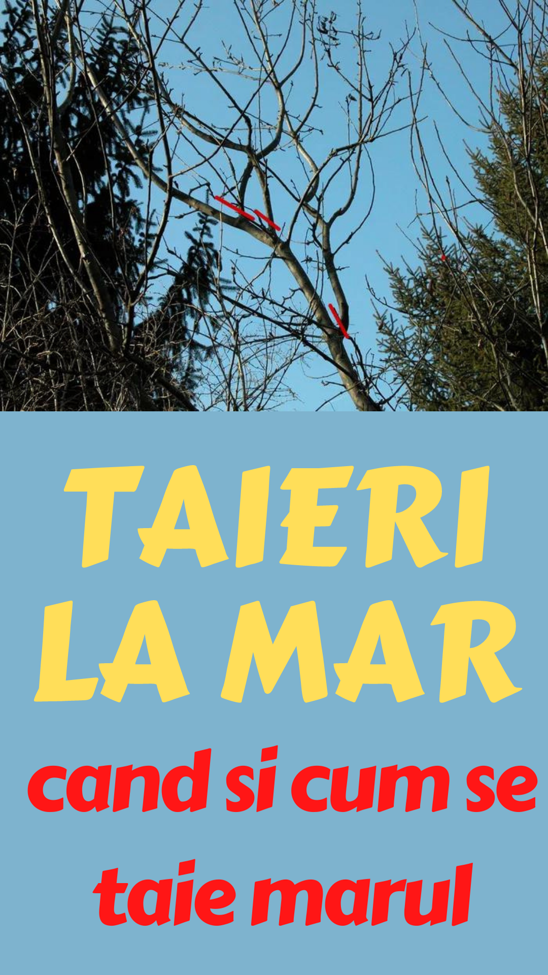Taieri la mar: cand si cum se taie marul - Agricultura