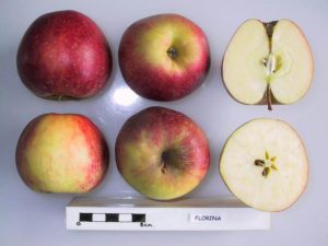 Soiuri de mere romanesti noi si vechi - Agricultura