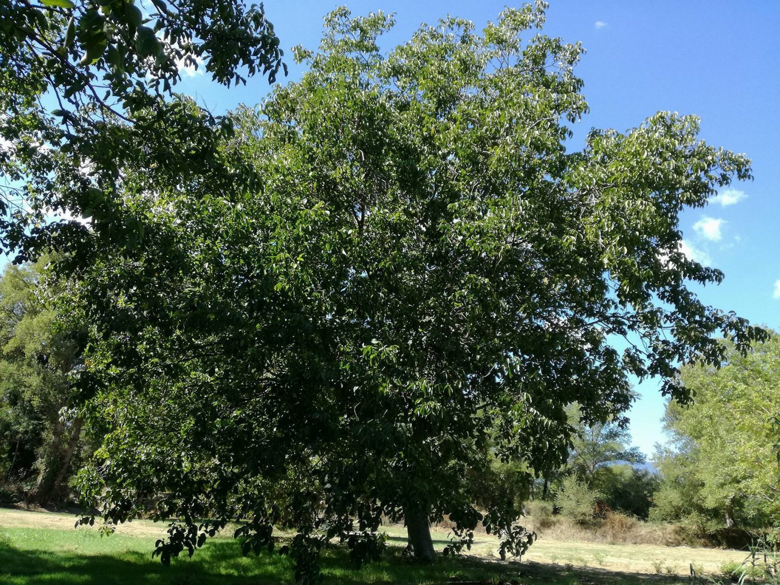 Nucul. Caracteristicile arborelui și tehnicile de cultivare - Agricultura