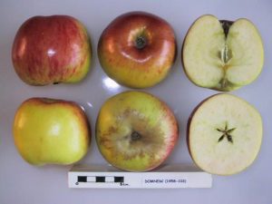 Soiuri de mere romanesti noi si vechi - Agricultura