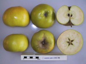 Soiuri de mere romanesti noi si vechi - Agricultura