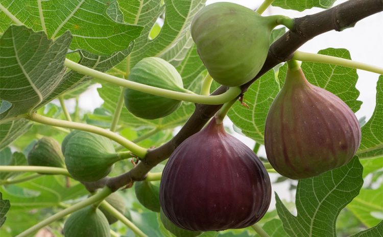 Cum să crești smochin în grădină - Agricultura