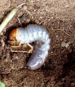 Sorgul: ce este, cum se cultiva, boli si daunatori - Agricultura