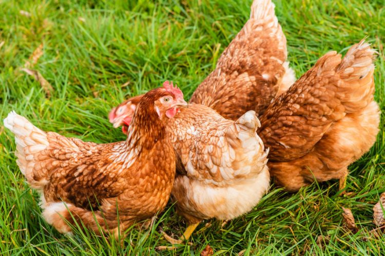 Rase de gaini ouatoare: care sunt cele mai bune rase, particularități ...