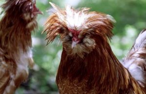 Rase de gaini ouatoare: care sunt cele mai bune rase, particularități ...