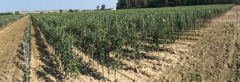 Soiuri de mere romanesti noi si vechi - Agricultura