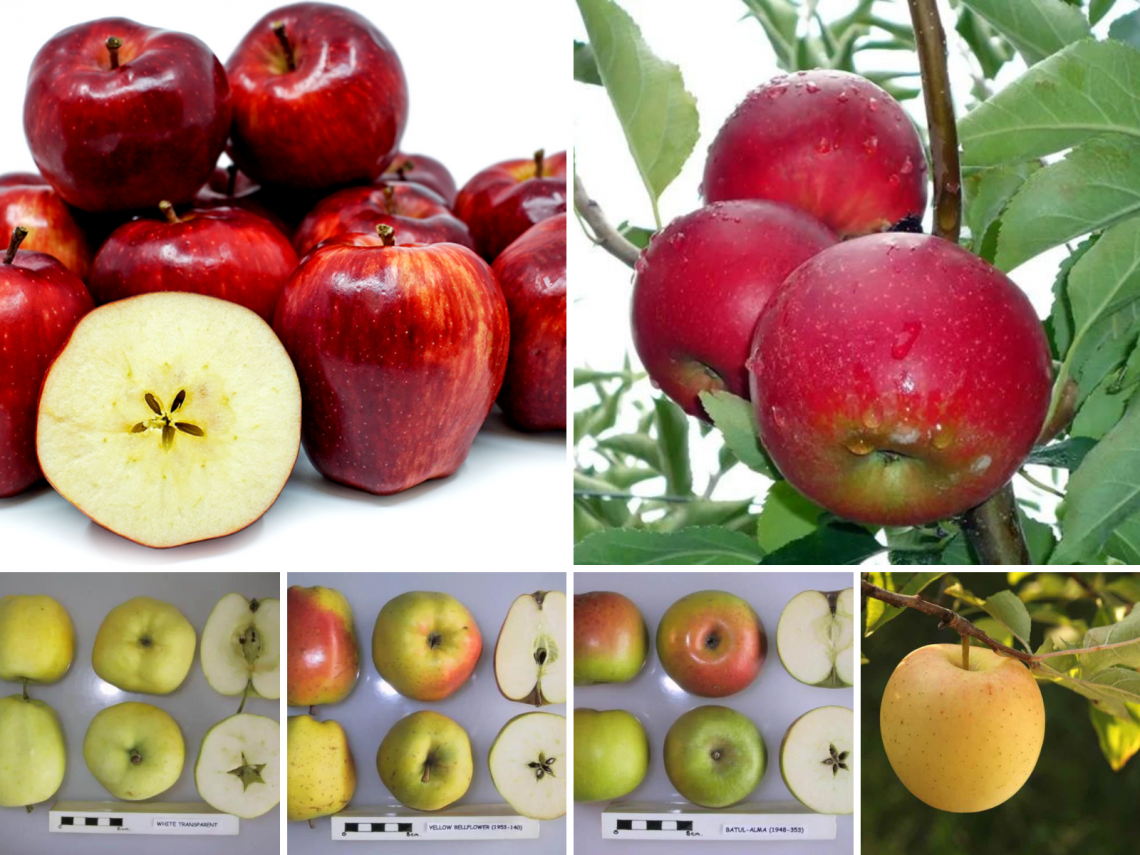 Soiuri de mere romanesti noi si vechi - Agricultura