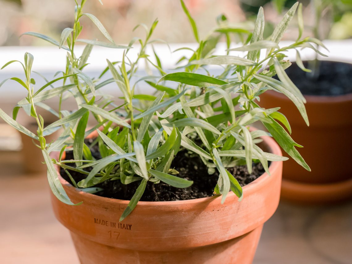 Tarhon - ce este, cum se consuma si ce beneficii are (7 sfaturi utile ...