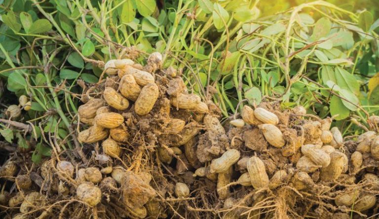 Alune de pamant (arahide) - cultivare, profitabilitate si ingrijire ...
