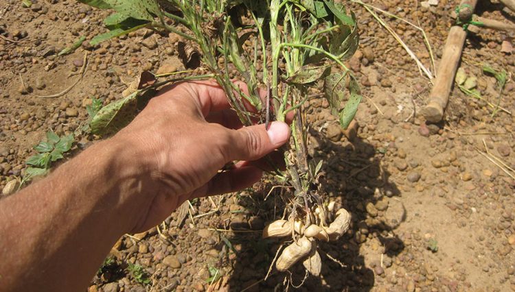 Alune de pamant (arahide) - cultivare, profitabilitate si ingrijire ...