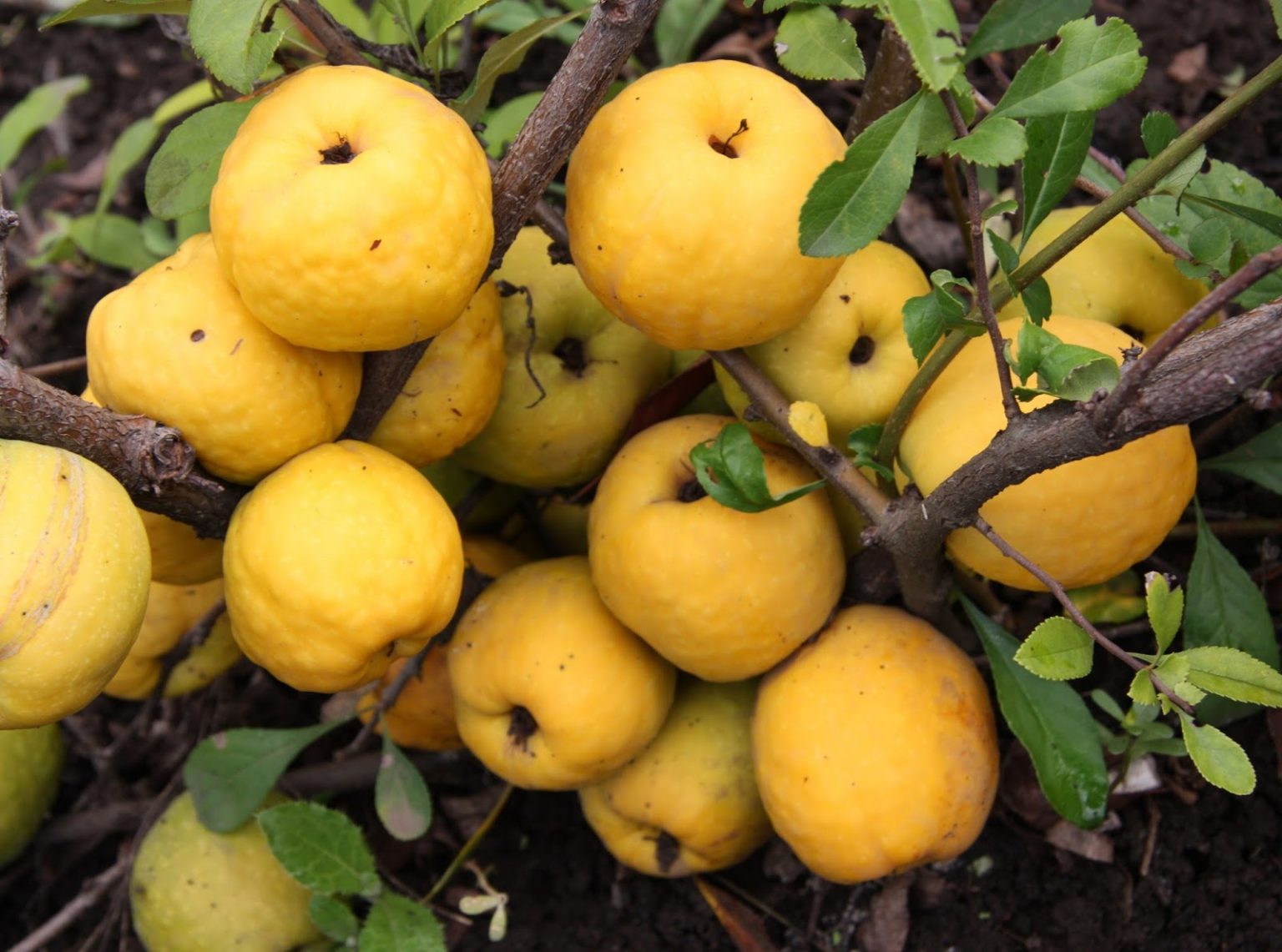 Gutui japonez - plantare, ingrijire, fructe, utilizari - Agricultura
