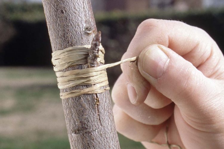 Altoirea pomilor fructiferi, diferitele tehnici - Agricultura
