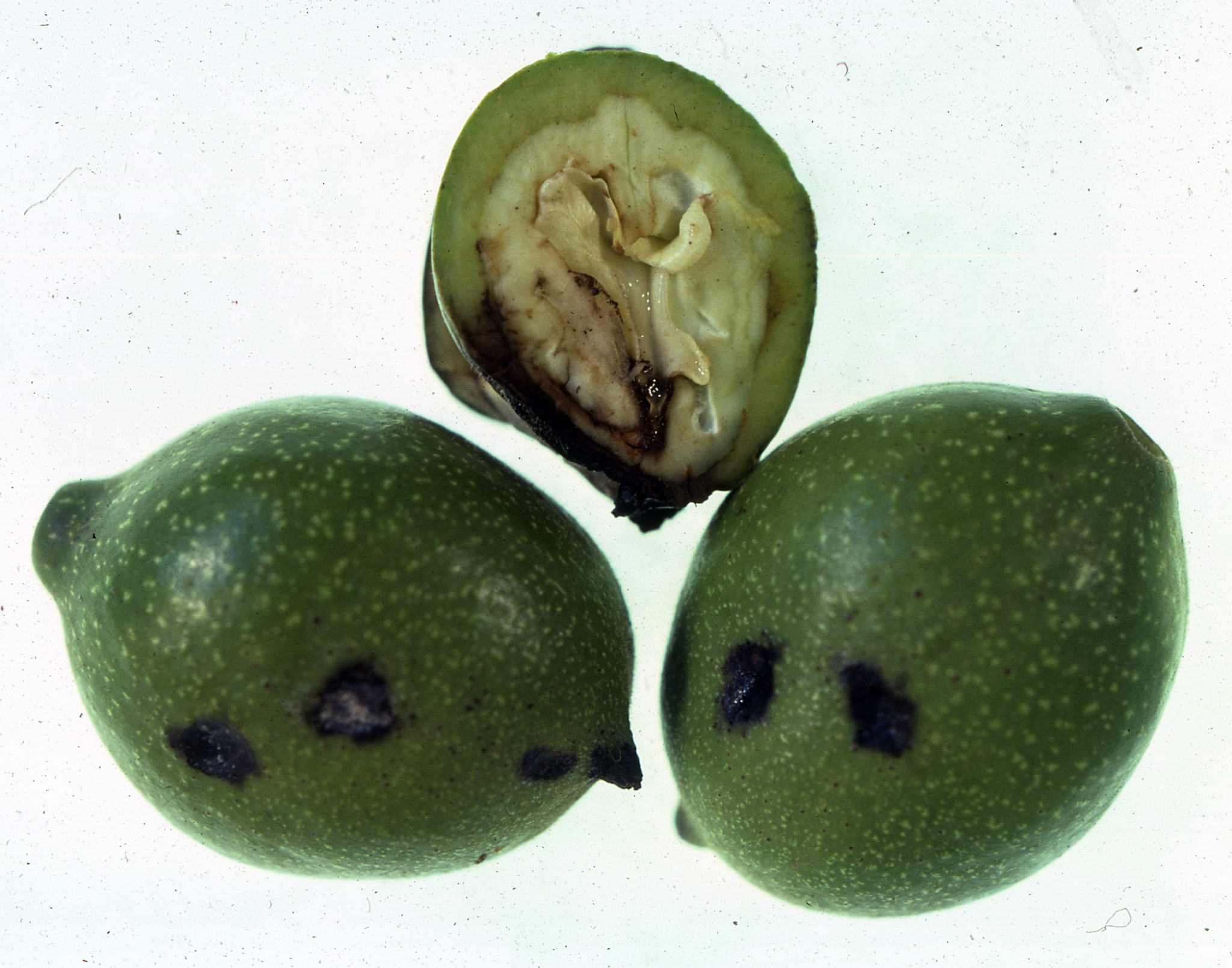 Bolile nucului: cum sa le cunoastem si sa le combatem