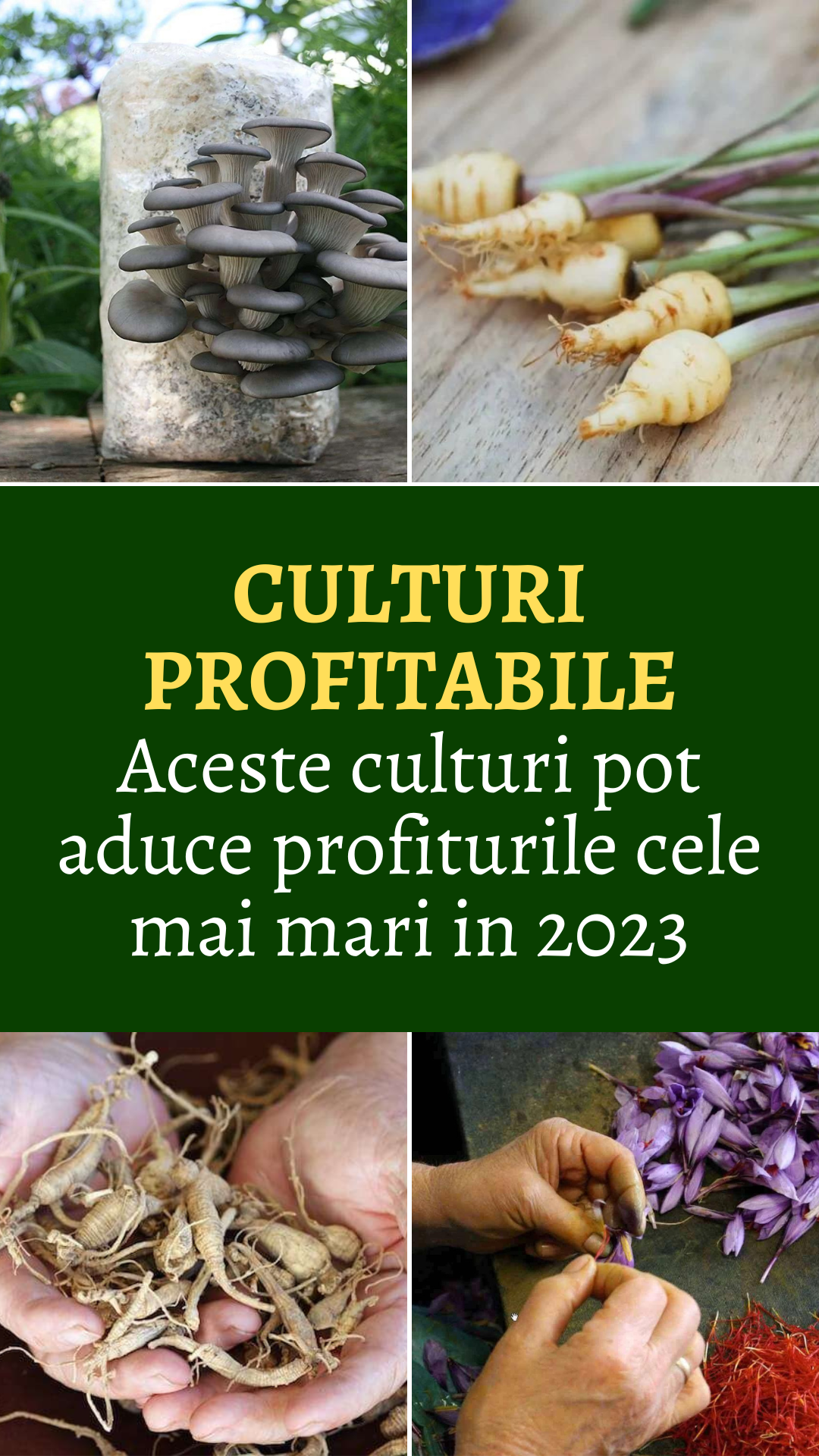 Culturi profitabile 2023: cele mai profitabile culturi - Agricultura