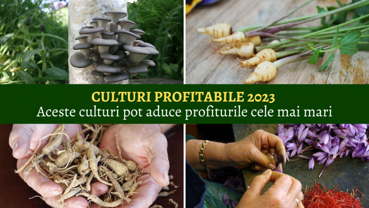 Culturi profitabile 2023: cele mai profitabile culturi - Agricultura