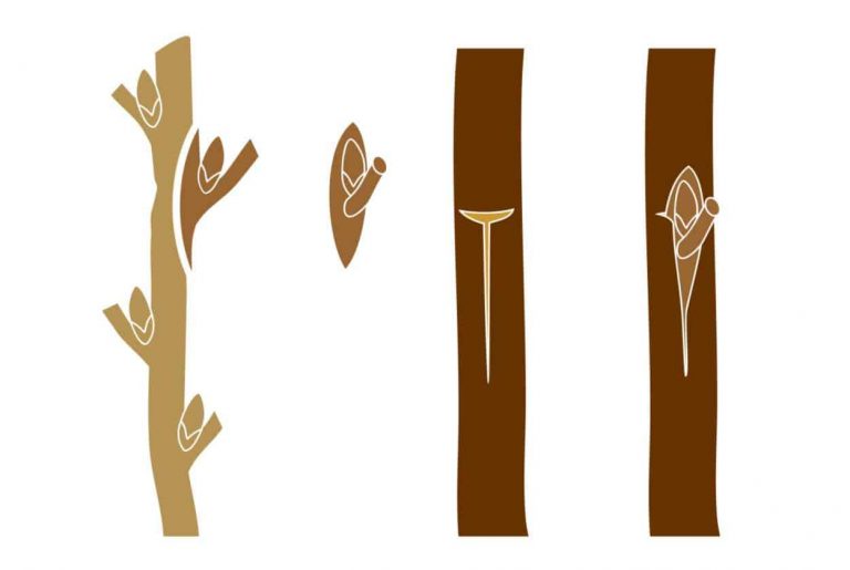 Altoirea pomilor fructiferi, diferitele tehnici - Agricultura