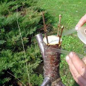Altoirea pomilor fructiferi, diferitele tehnici - Agricultura