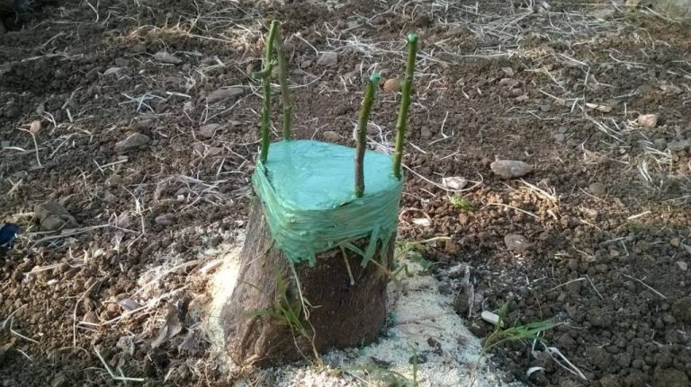 Altoirea pomilor fructiferi, diferitele tehnici