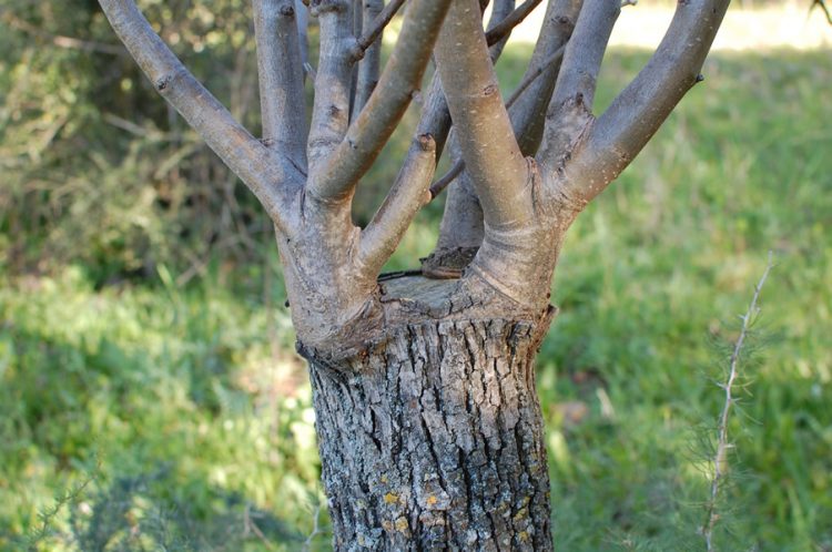 Altoirea pomilor fructiferi, diferitele tehnici