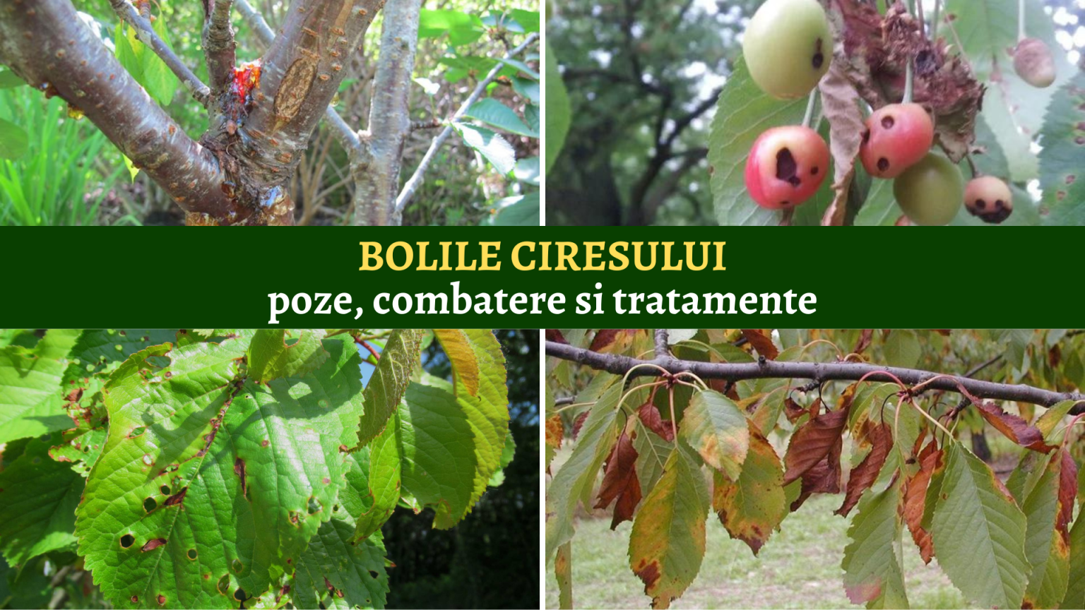 Bolile ciresului: poze, combatere si tratamente - Agricultura