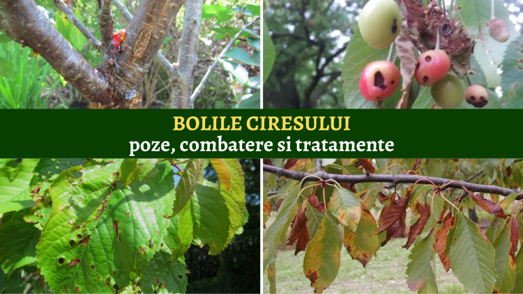 Bolile ciresului: poze, combatere si tratamente - Agricultura