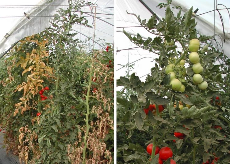 Roșiile nu se coc complet? Iată 4 motive pentru și ce să faci