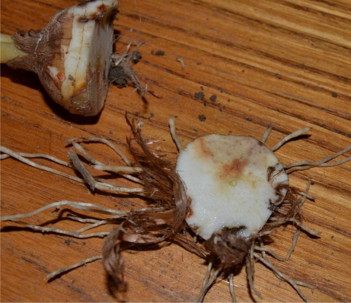 Sofran - cultura de sofran, pret, profitabilitate - Agricultura