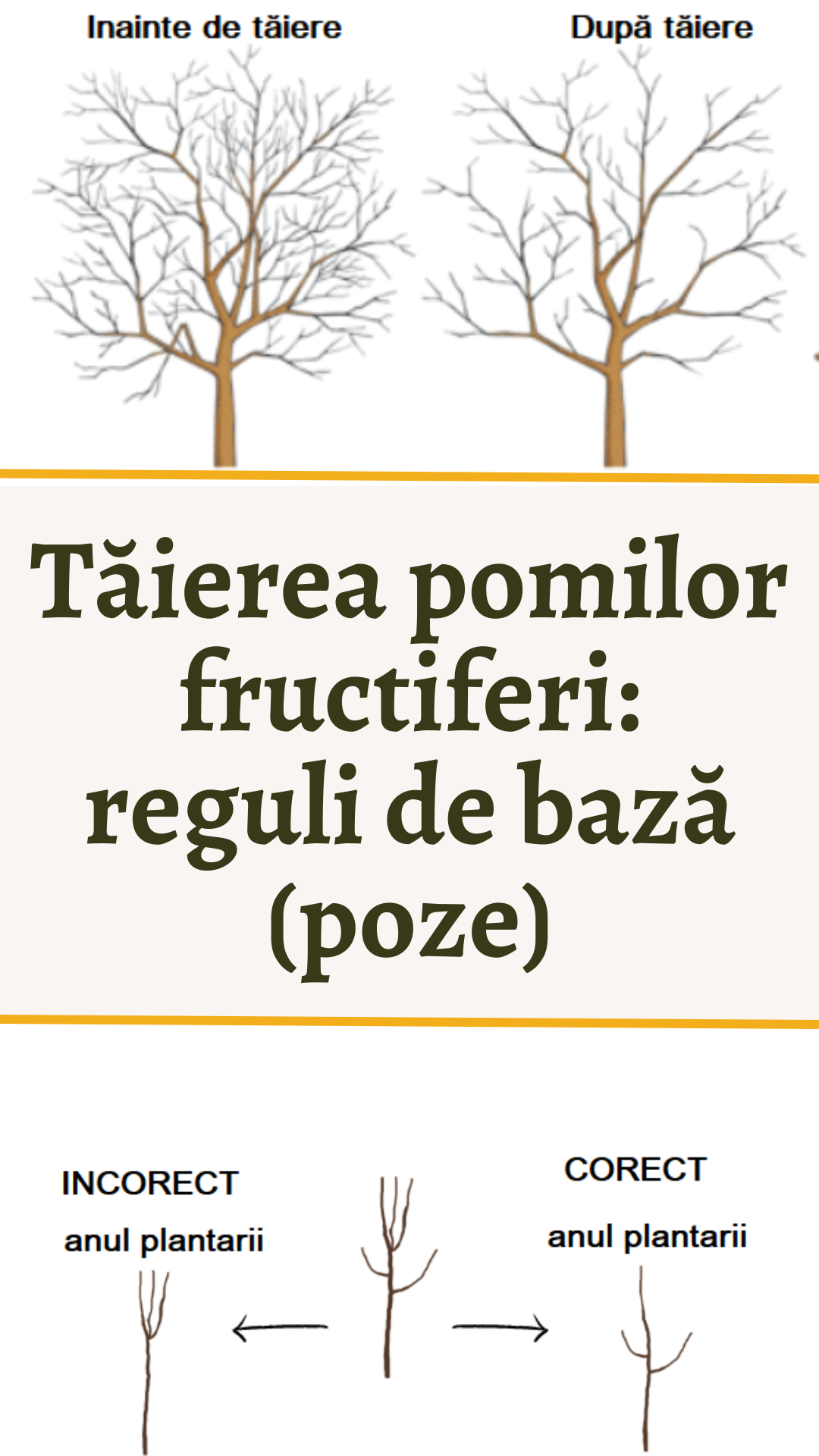 Tăierea pomilor fructiferi: reguli de bază (poze) - Agricultura