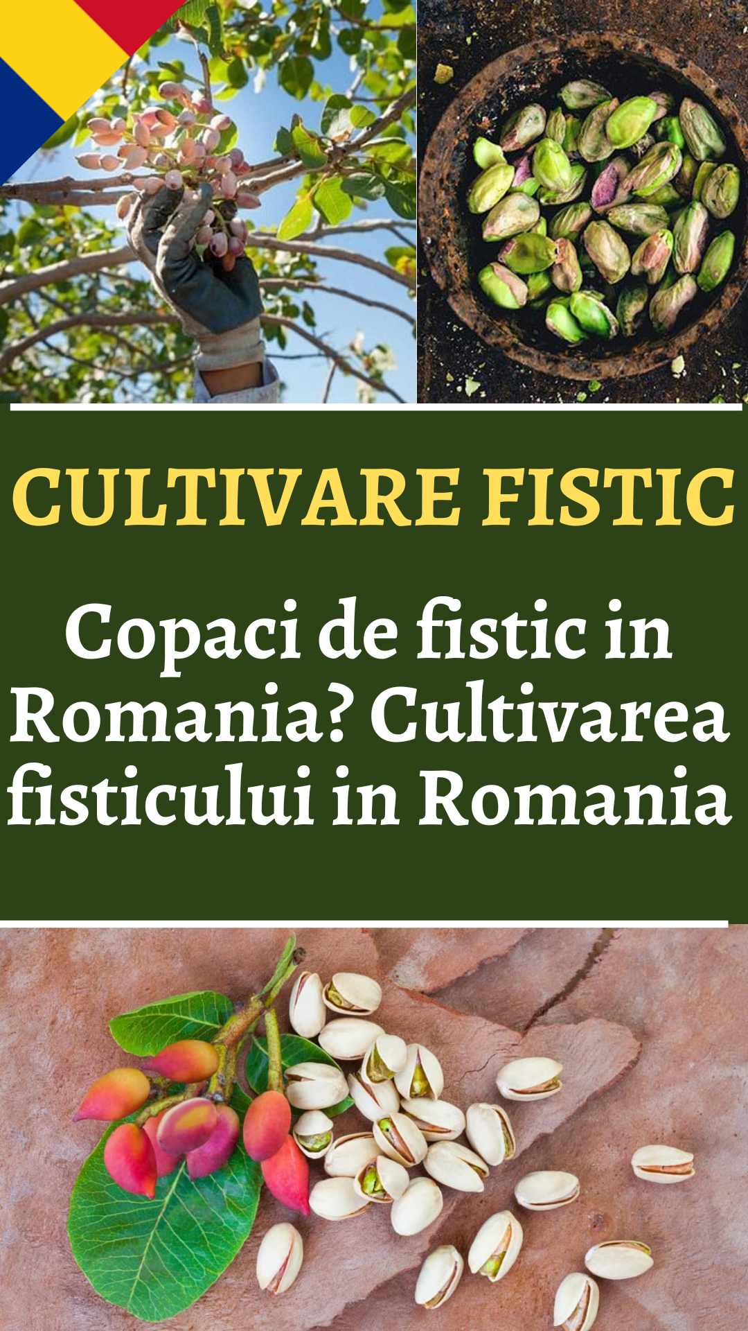 Fistic - Copaci de fistic in Romania? Cultivarea fisticului in Romania ...