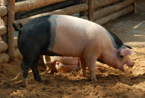 Rase de porci: cele mai bune rase producătoare din lume - Agricultura