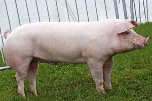 Rase de porci: cele mai bune rase producătoare din lume - Agricultura