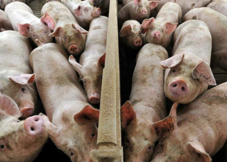 Rase de vaci de carne