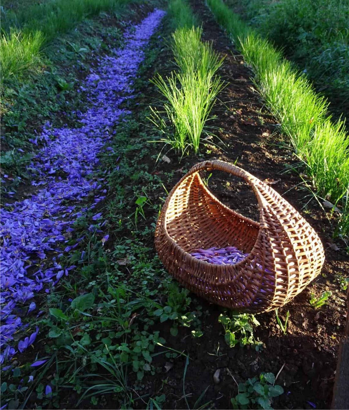 Sofran - cultura de sofran, pret, profitabilitate - Agricultura