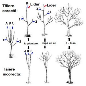 Tăierea pomilor fructiferi: reguli de bază (poze) - Agricultura