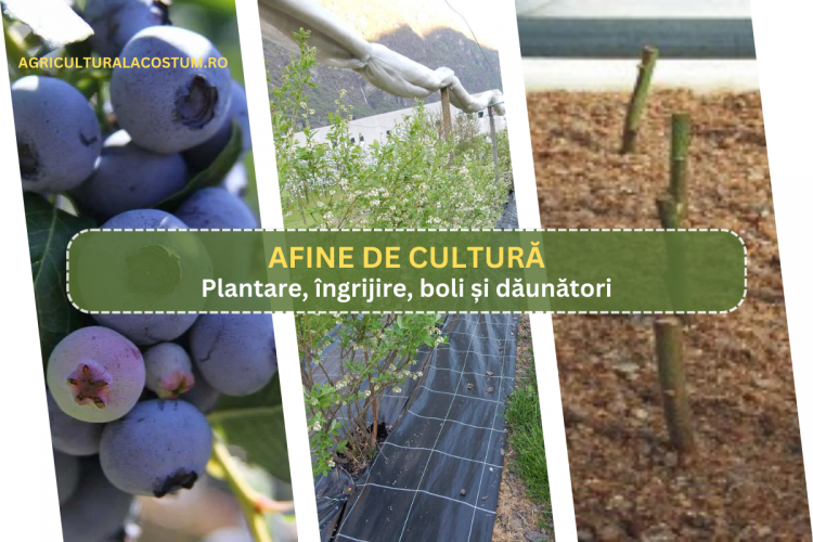 Afine de cultură. Plantare, îngrijire, boli și dăunători - Agricultura