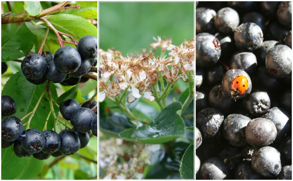 Aronia (planta): ce este, îngrijire, înmultire prin butași - Agricultura