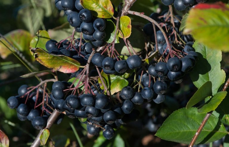 Aronia (planta): ce este, îngrijire, înmultire prin butași - Agricultura