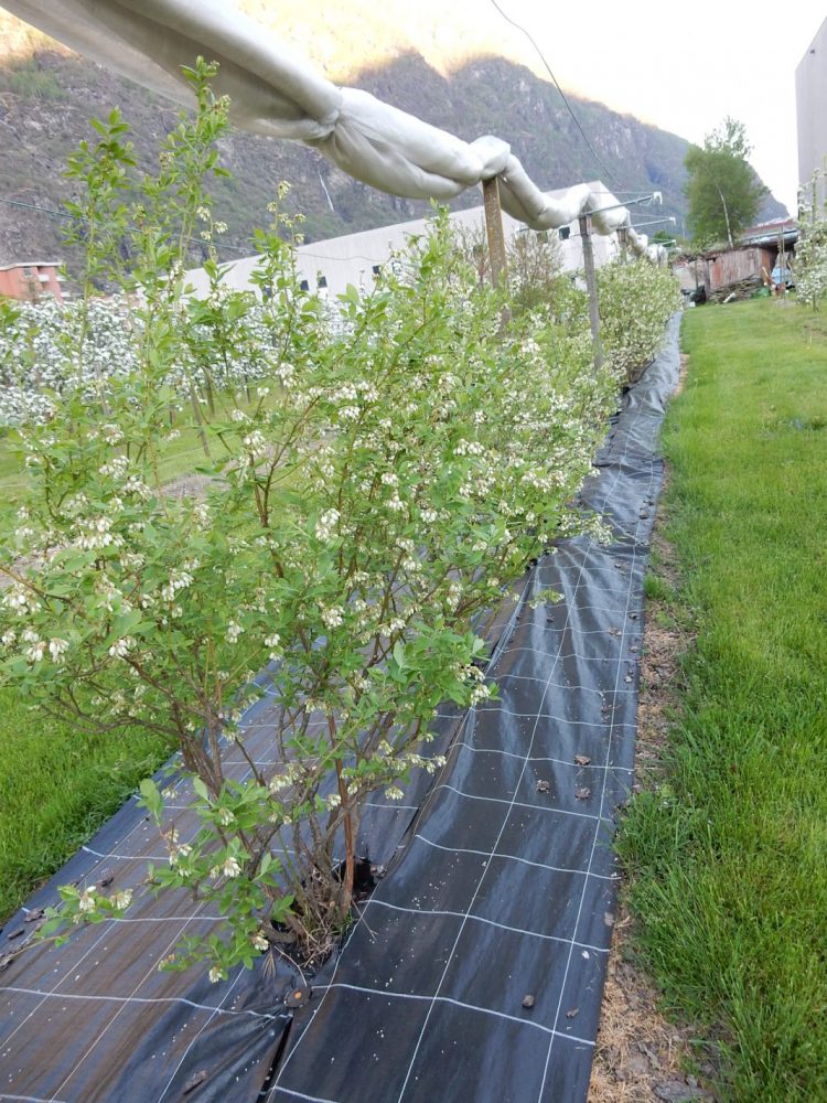 Afine de cultură. Plantare, îngrijire, boli și dăunători - Agricultura