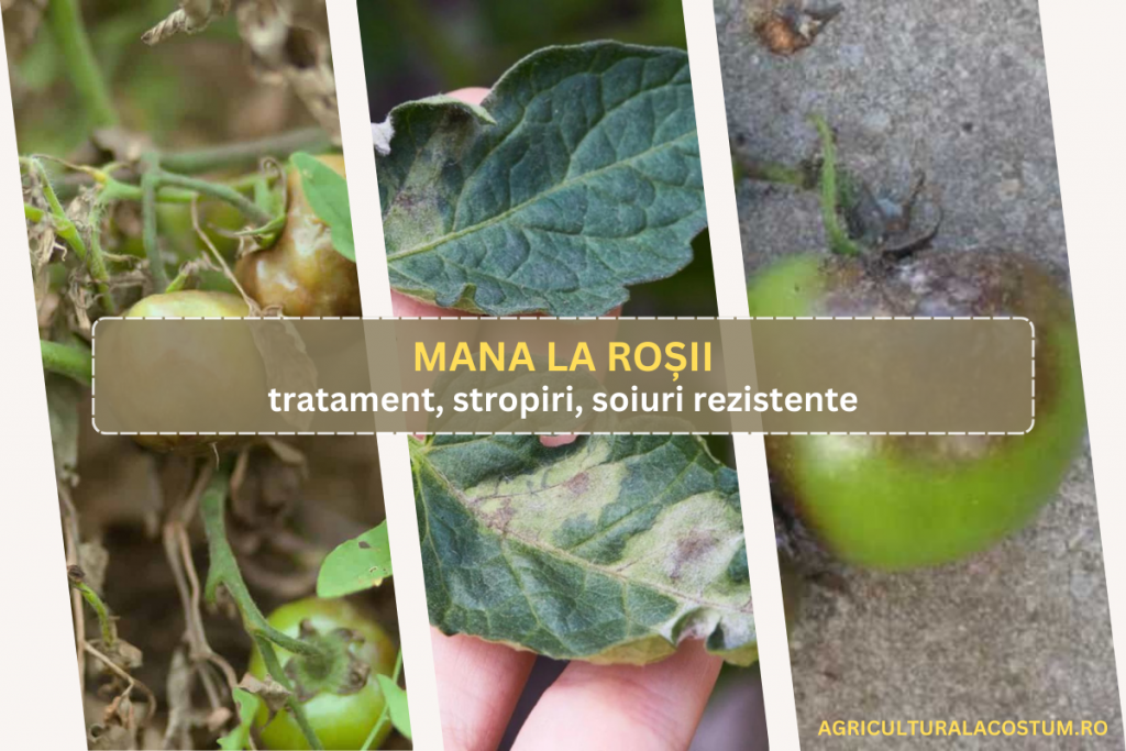 Mana la roșii: tratament, prevenire, soiuri rezistente - Agricultura