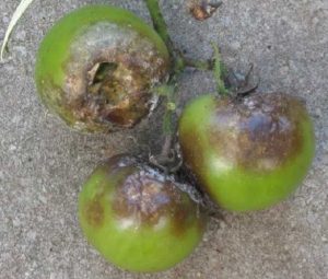 Mana la roșii: tratament, prevenire, soiuri rezistente - Agricultura