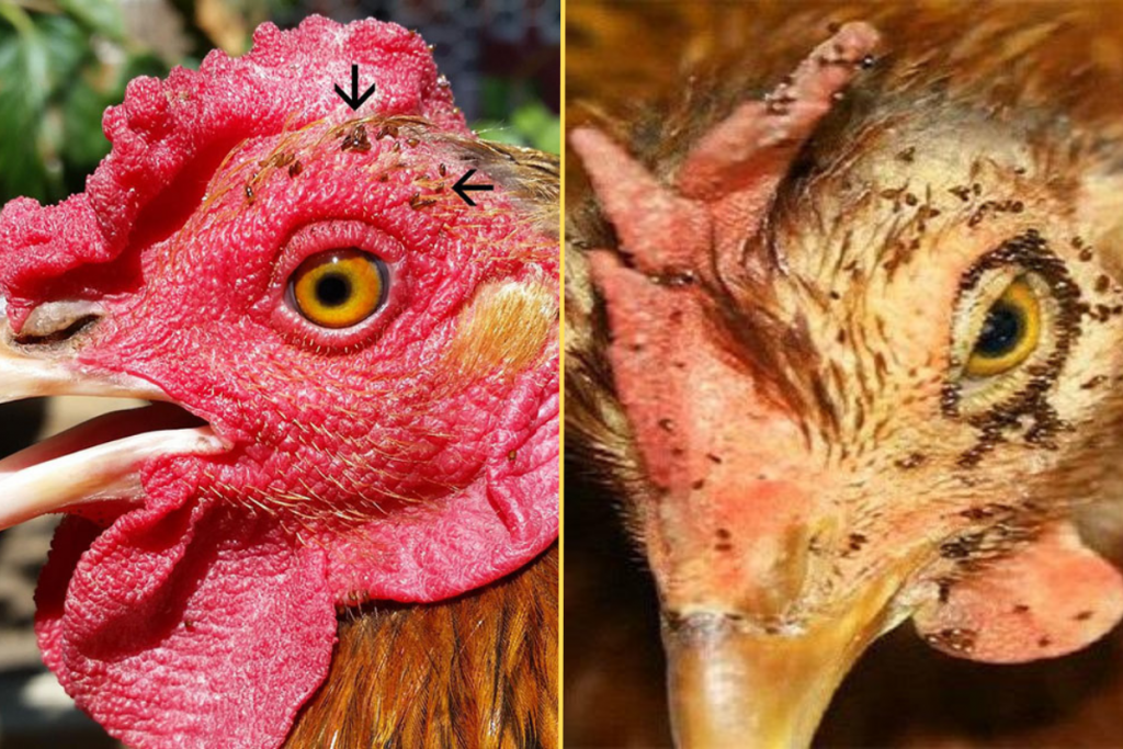 Păduchii de găină: combatere, tratamente și soluții (poze) - Agricultura