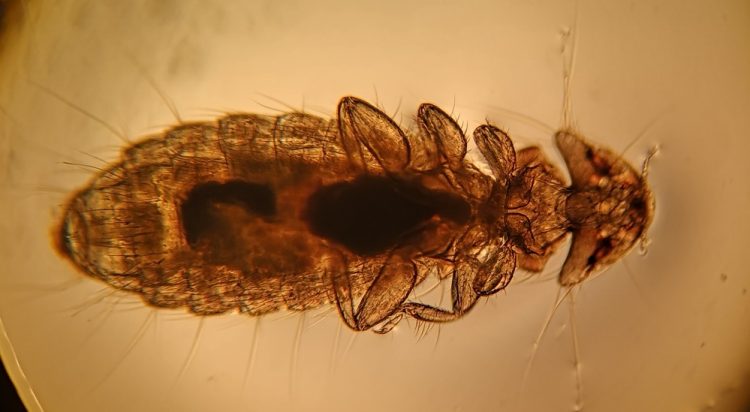 Păduchii de găină: combatere, tratamente și soluții (poze) - Agricultura