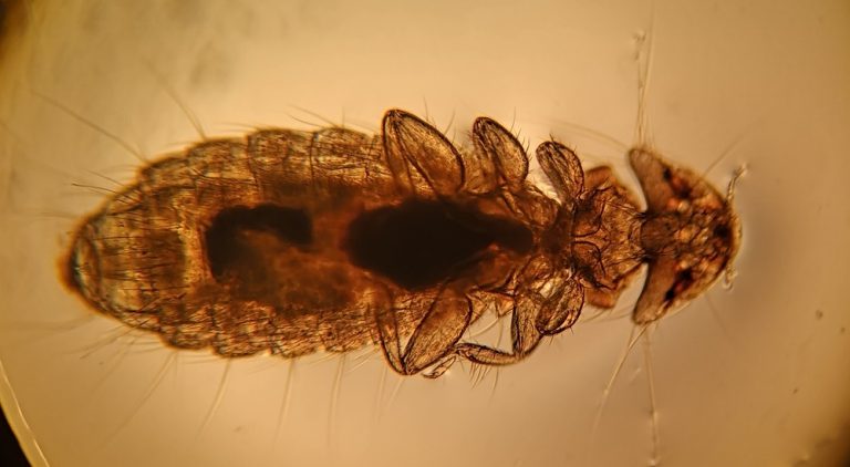 Păduchii de găină: combatere, tratamente și soluții (poze) - Agricultura