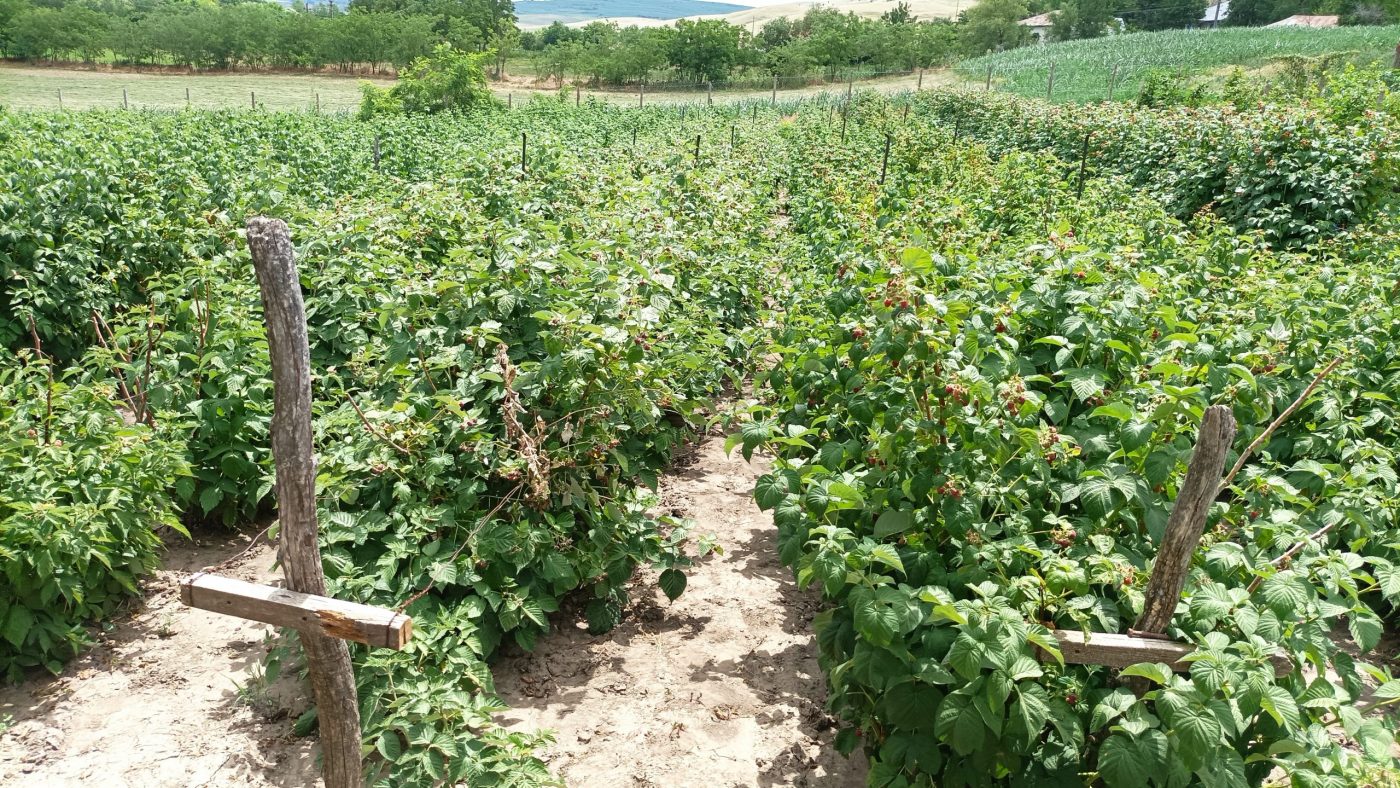 Zmeura: cultivare, îngrijire, înmultire și beneficii - Agricultura