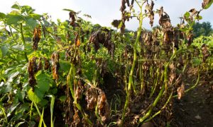 Mana la roșii: tratament, prevenire, soiuri rezistente - Agricultura